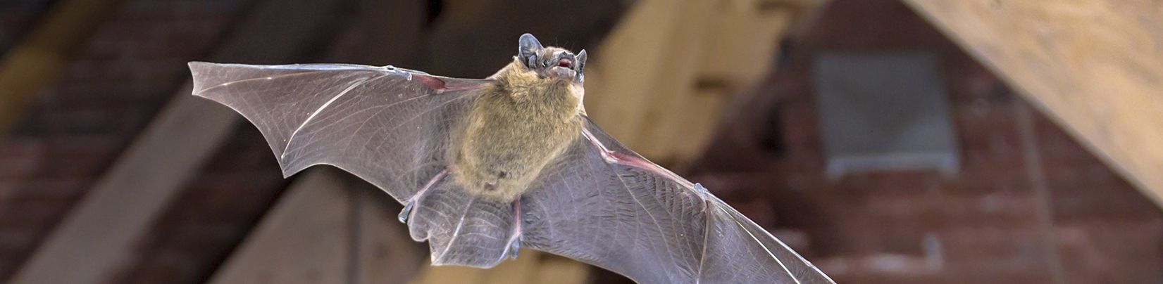 Bats & Birds - Catch A Critter | South Jersey Wildlife Removal