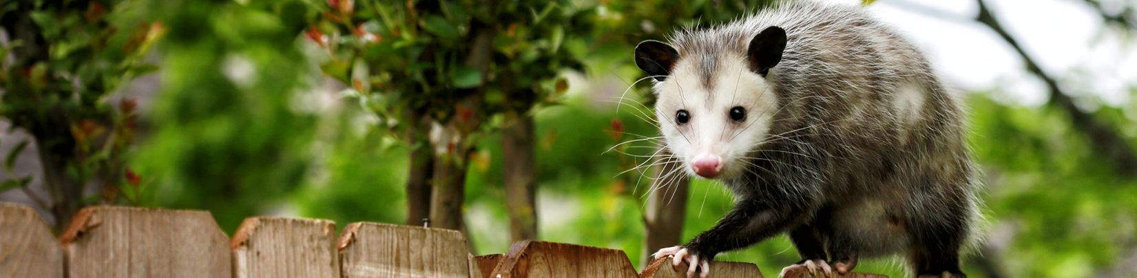 Opossums - Catch A Critter | South Jersey Wildlife Removal