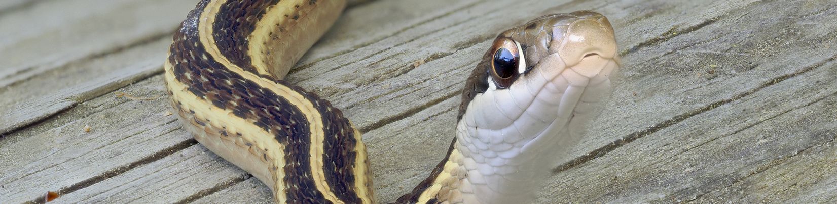 Snakes - Catch A Critter | South Jersey Wildlife Removal
