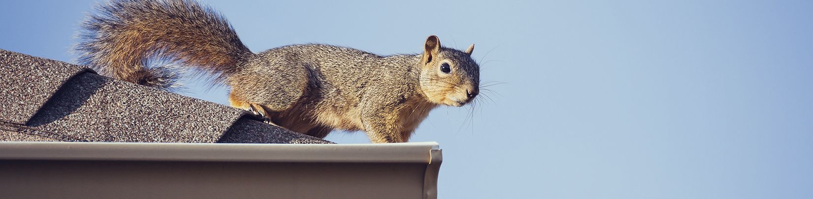 Squirrels - Catch A Critter | South Jersey Wildlife Removal