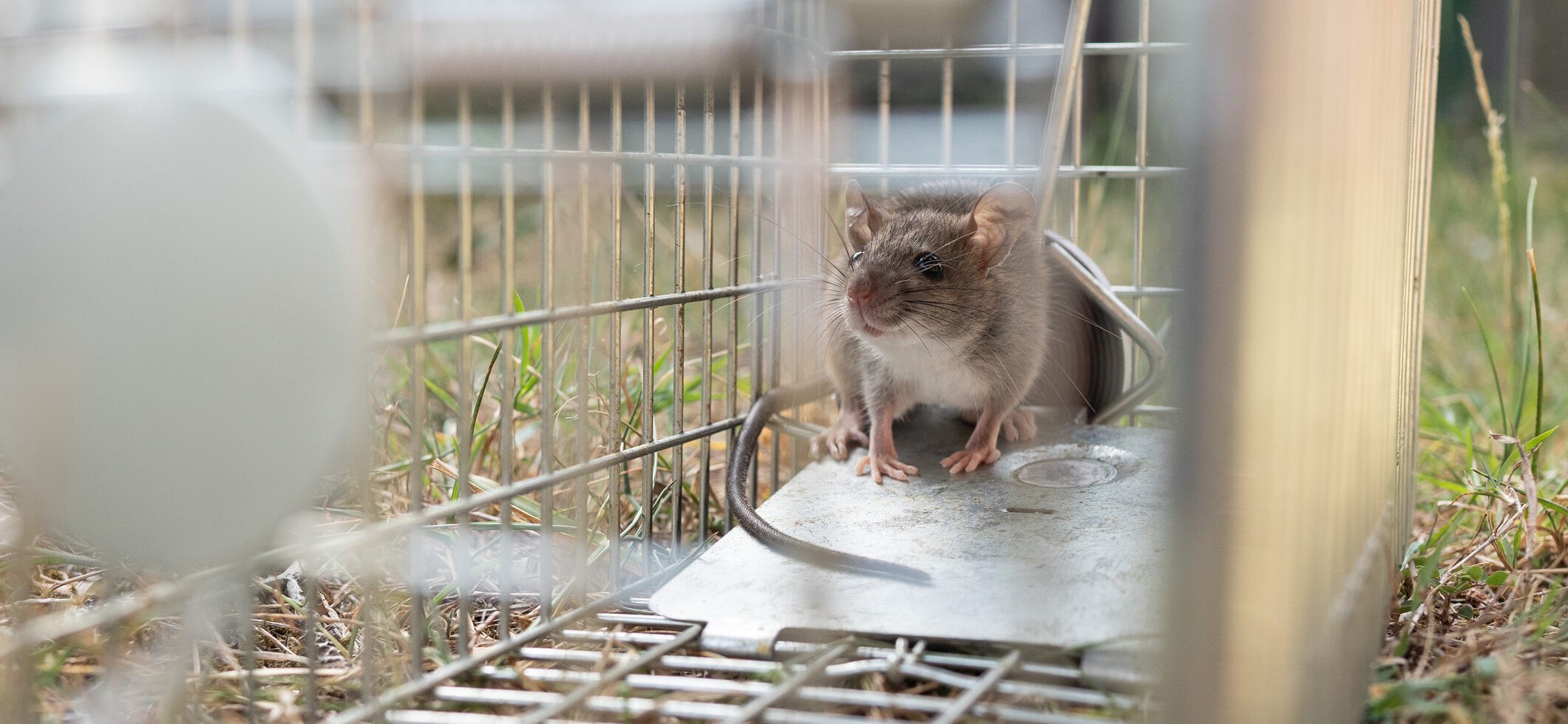 Wenonah Wildlife Removal Companies - Catch A Critter, LLC