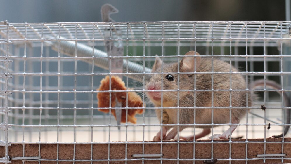 National Park Wildlife Removal Companies - Catch A Critter, LLC