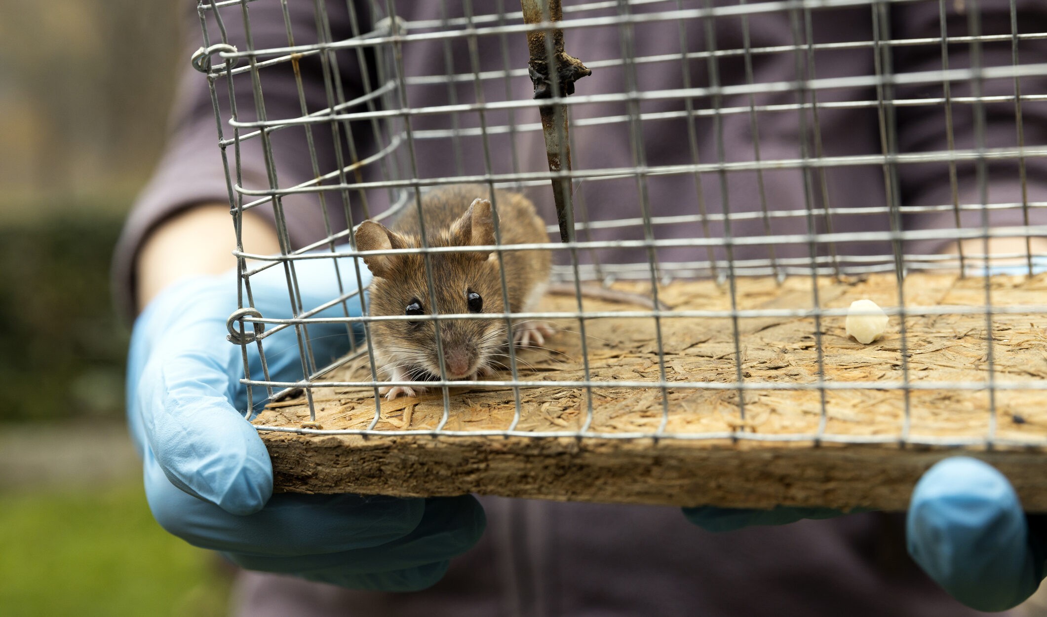 Somerdale Wildlife Removal Companies - Catch A Critter | South Jersey ...