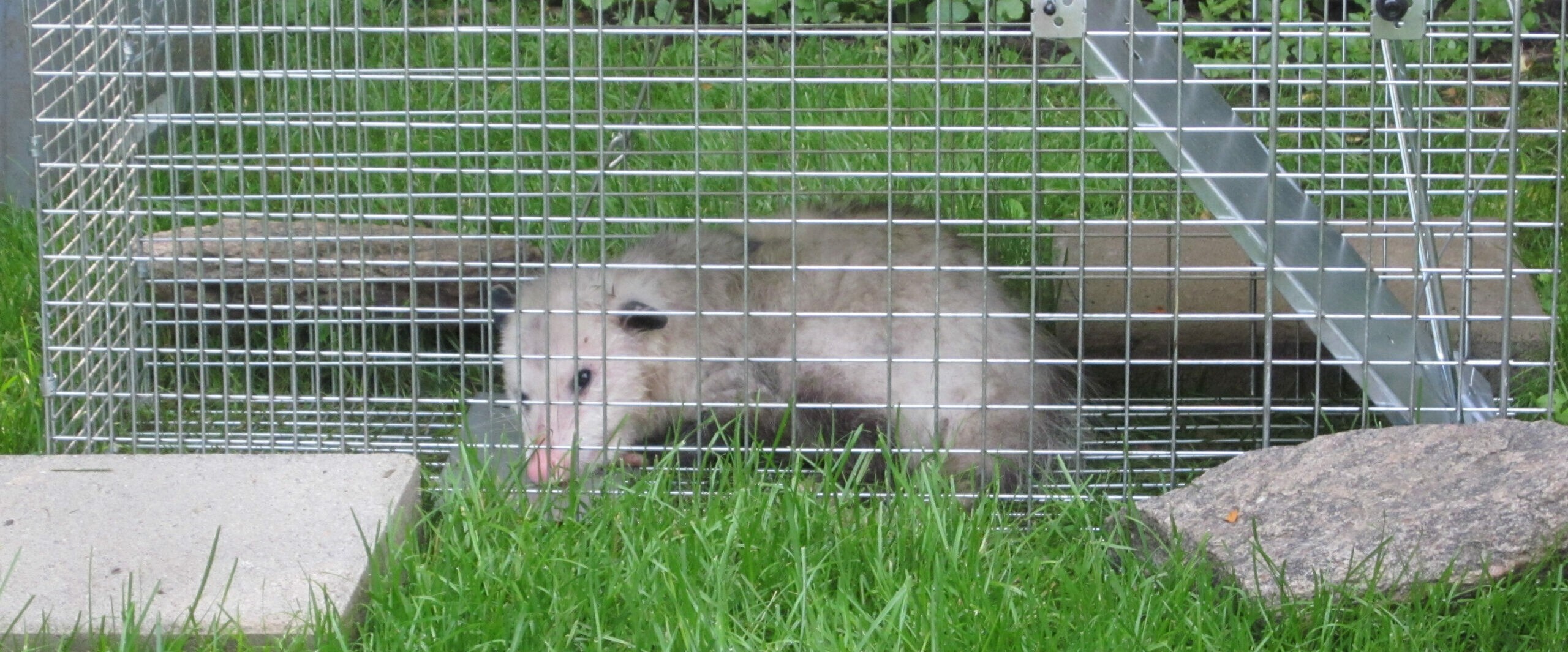 Elk Township Wildlife Removal Companies - Catch A Critter | South ...